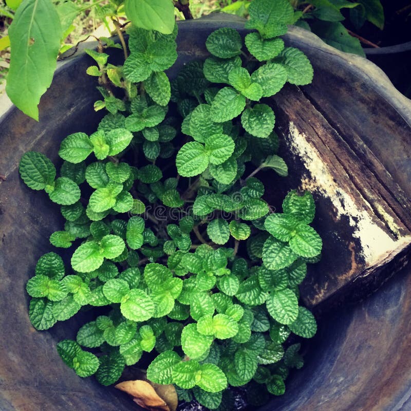 Peppermint tree stock photo. Image of plant, peppermint - 89297702