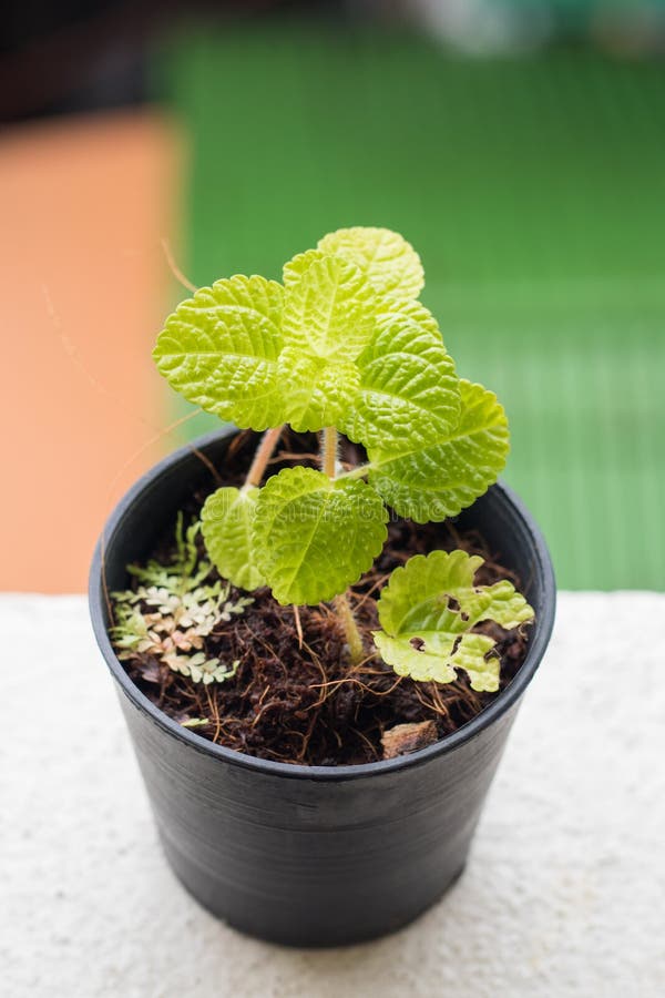 Peppermint Tree in Small Pot. Stock Photo - Image of design, medicine ...