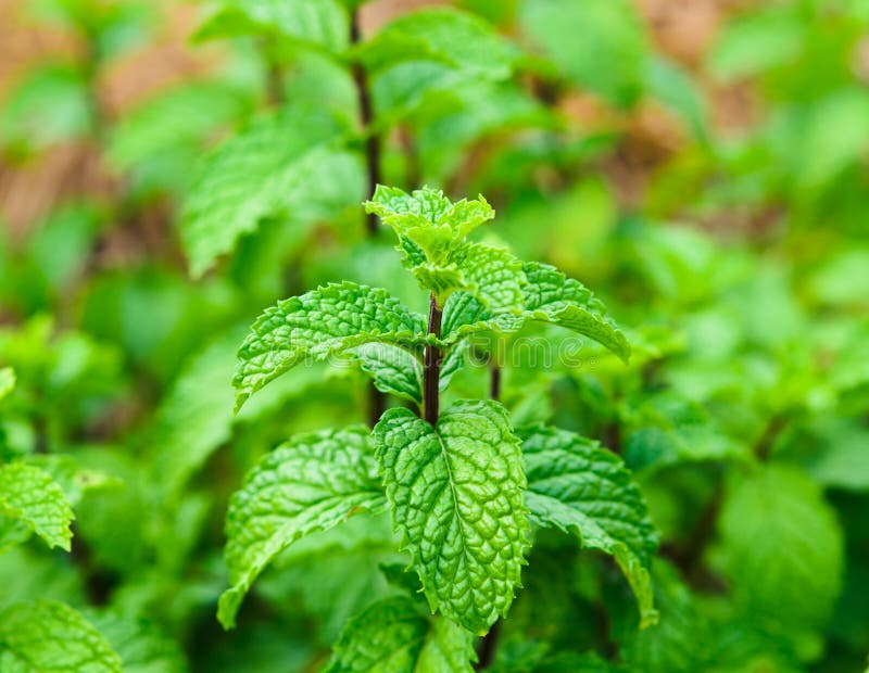 Peppermint trees stock photo. Image of cooking, spearmint - 43870254