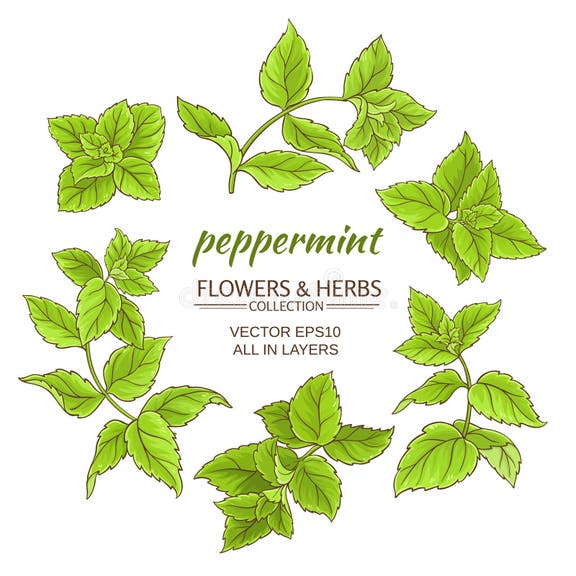 Peppermint Stock Illustrations – 23,195 Peppermint Stock Illustrations ...