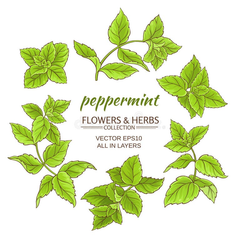 Peppermint Stock Illustrations – 22,710 Peppermint Stock Illustrations ...