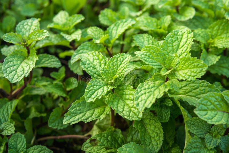 Peppermint in Vegetable Garden Stock Photo - Image of vegetable ...