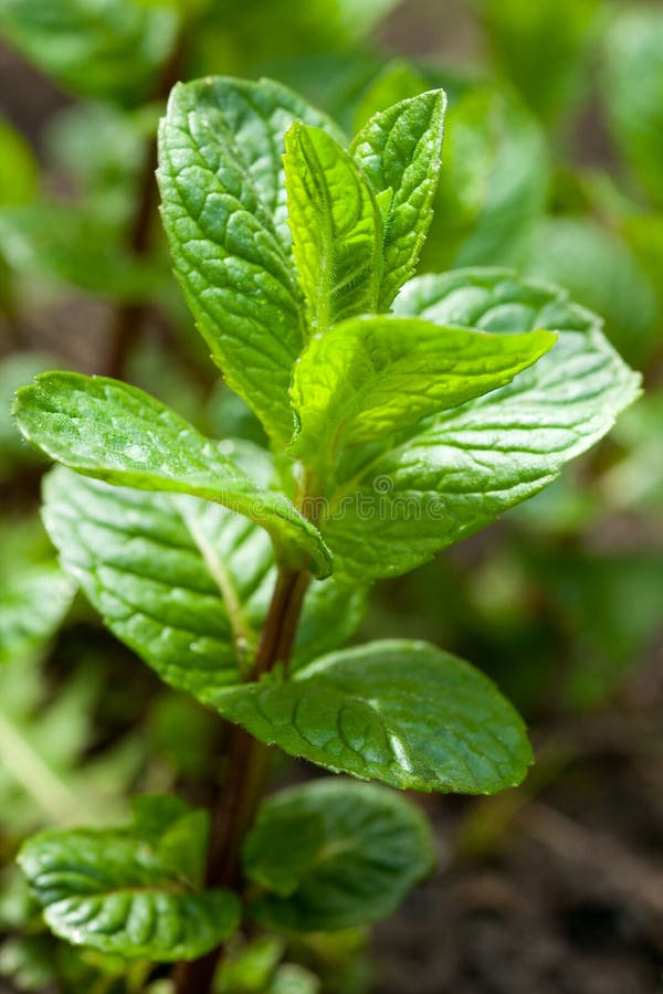 Peppermint stock photo. Image of organic, peppermint - 30762312