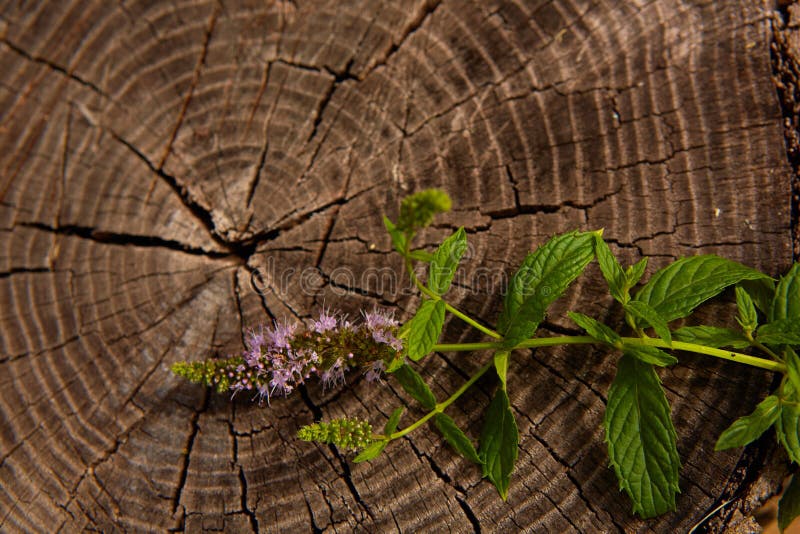 Peppermint on wooden table stock image. Image of cooking - 57677671