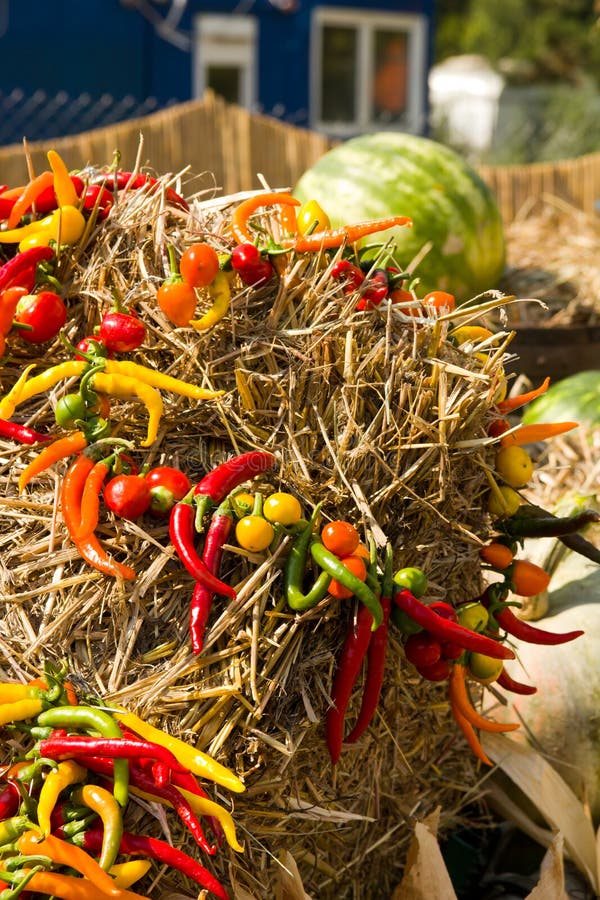 Pepperoni combination stock photo. Image of fair, seasonal - 21268580