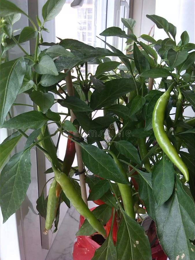 Pepperoni stock image. Image of pepper, spicy, green - 42865387