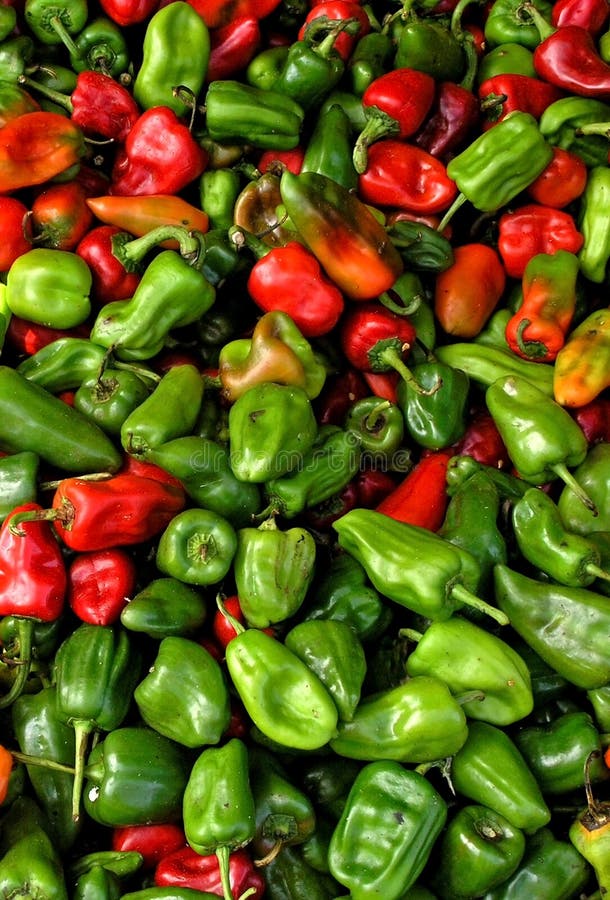 Bushels of Chiles stock photo. Image of decorative, food - 3434328