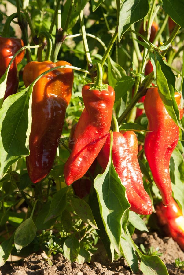 Red Chili Bell Pepper Plant Stock Image - Image of farm, pepper: 6936191