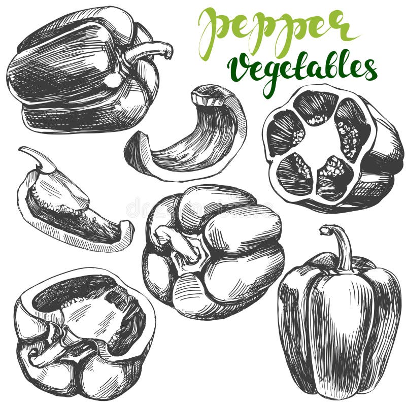 Peppers Bell Vegetable Set Hand Drawn Vector Illustration Realistic ...