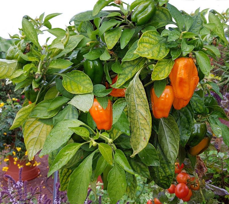 Peppers, Capsicum, annuum stock image. Image of plants - 263724265
