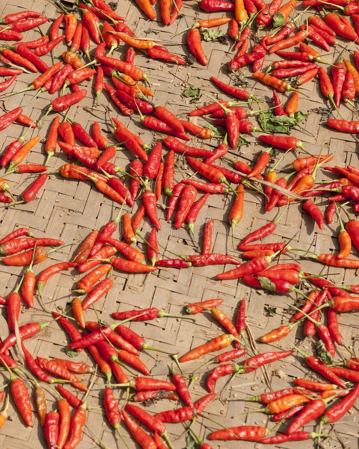 Red Peppers Drying on the Sun Stock Photo - Image of ingredient, color ...
