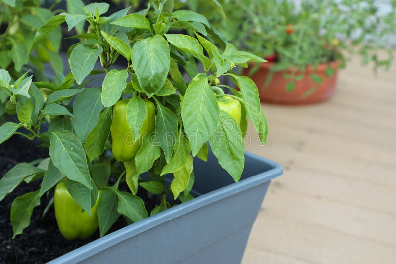 Peppers Growing Inside a Patio Planter Stock Photo - Image of open ...