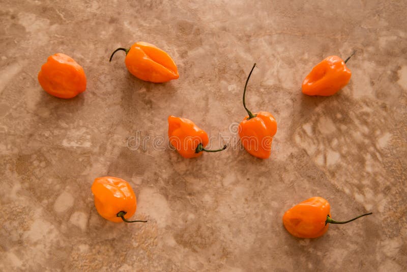 Peppers stock image. Image of habanero, orange, peppers - 70463891