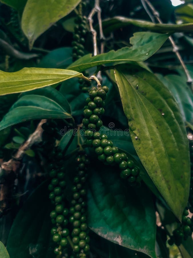 Peppers on Its Tree, Food Ingridient. Stock Photo - Image of produce ...