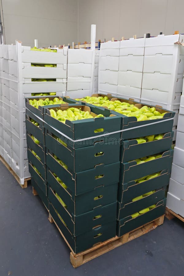 Peppers Boxes Storage stock photo. Image of cold, vegetables - 194726262