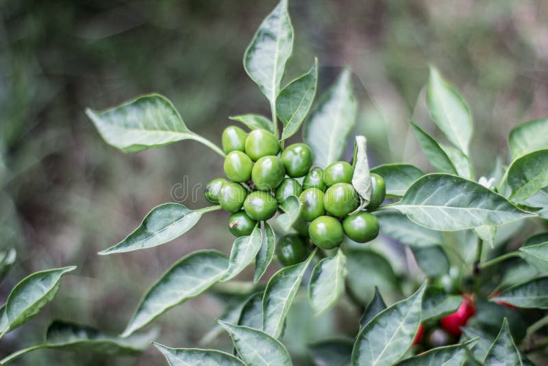 Peppers stock image. Image of ready, bright, heaps, yellow - 75539885