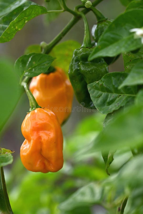 Peppers on the Vine stock photo. Image of plot, home - 198286930