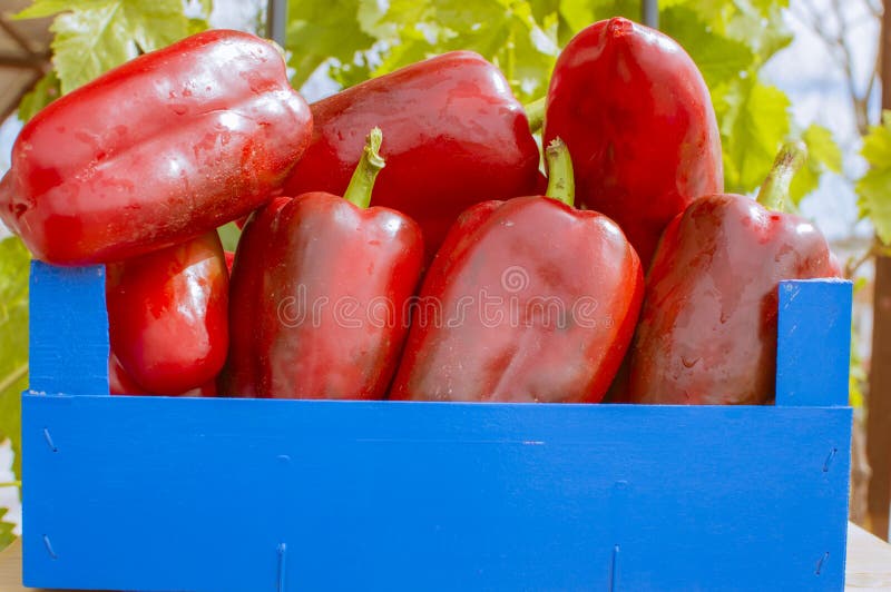 Peppers stock image. Image of gastronomy, vegetable, field - 70307657