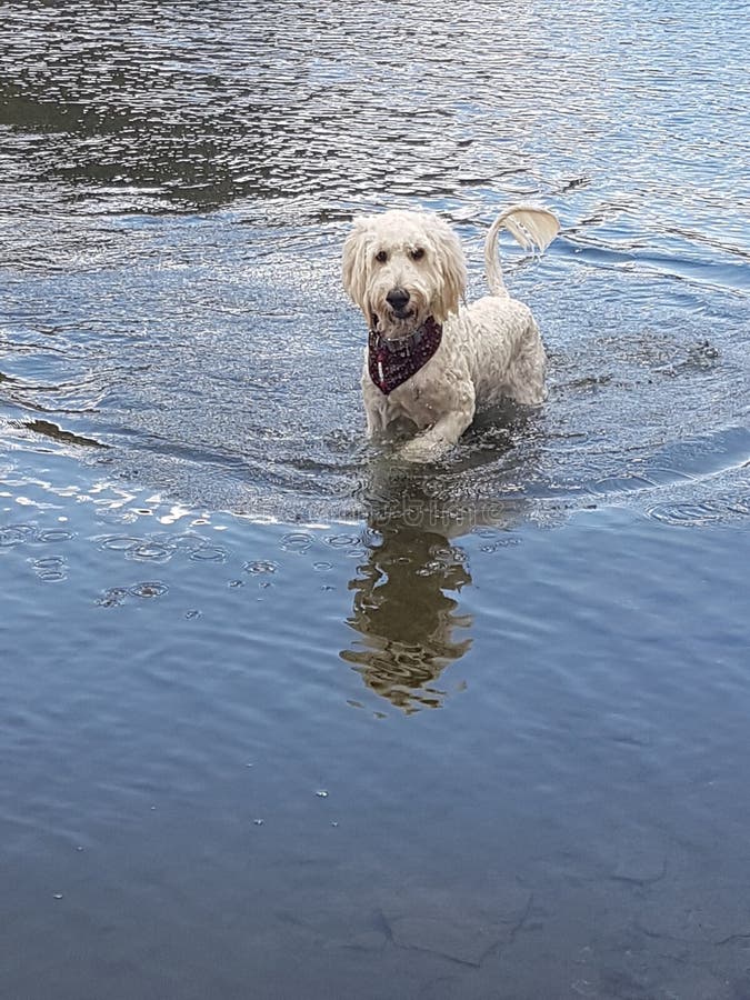 Pepsi Dog Stock Photos - Free & Royalty-Free Stock Photos from Dreamstime