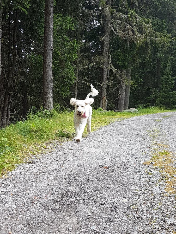 Pepsi stock image. Image of animal, goldendoodle, pepsi - 76385735