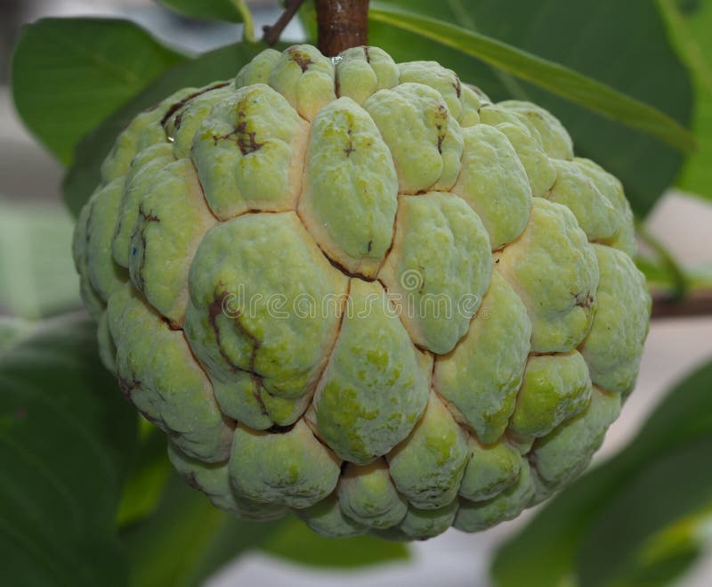 Pequeño árbol de anona foto de archivo. Imagen de pequeño - 33746632