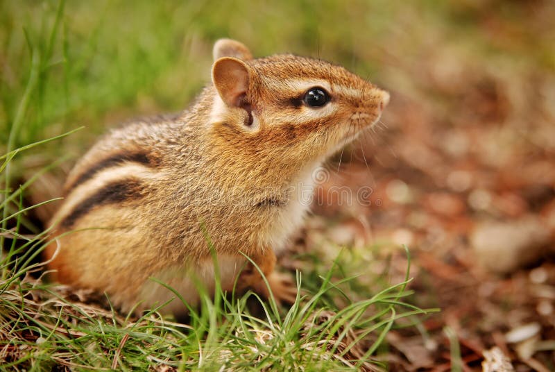 Pequeña Ardilla Listada Linda Del Bebé Imagen de archivo - Imagen de ...