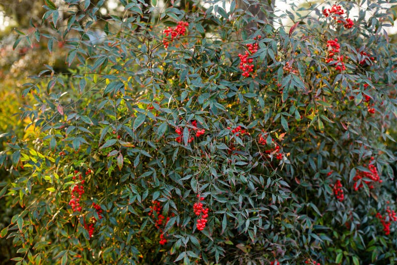 1,544 Pequeña Fruta Roja Fotos de stock - Fotos libres de regalías de ...