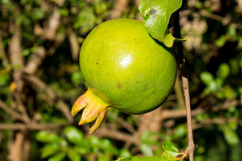 Una Pequeña Fruta Granada Cruda Y Hojas Verdes En Un Gran árbol Bajo La ...