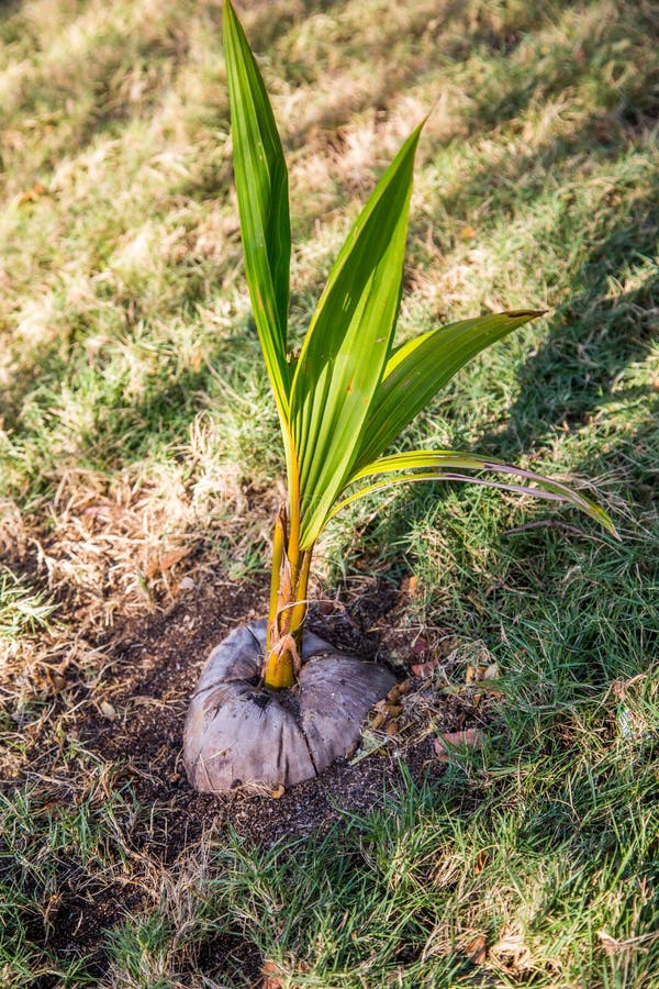 Pequeña planta del coco foto de archivo. Imagen de vida - 40926878