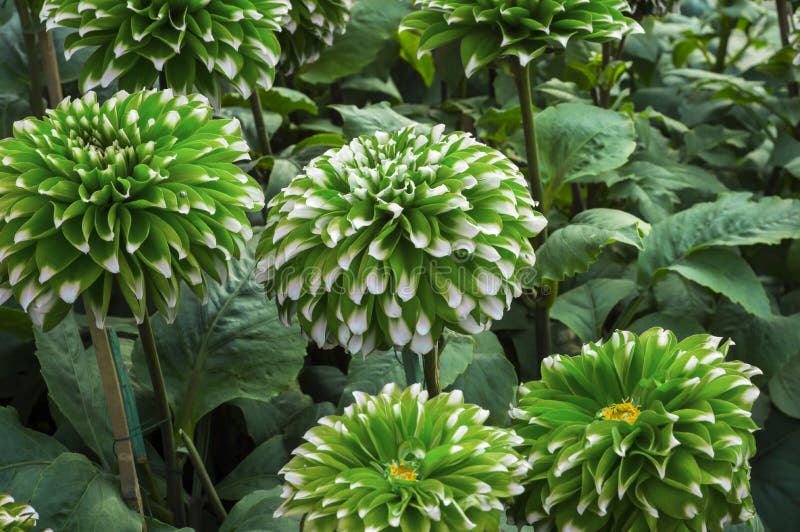 Pequeñas Flores Verdes De La Dalia Imagen de archivo - Imagen de tallos ...