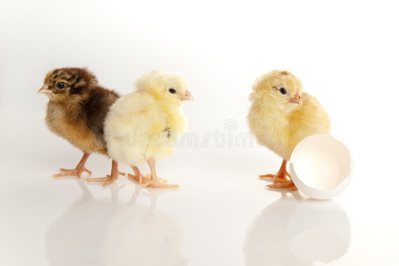 Pequeñas gallinas del bebé foto de archivo. Imagen de vacaciones - 9662354