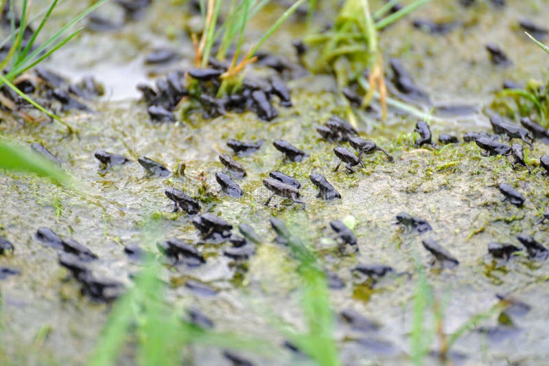 17,607 Ranas Fotos - Libres de Derechos y Gratuitas de Dreamstime