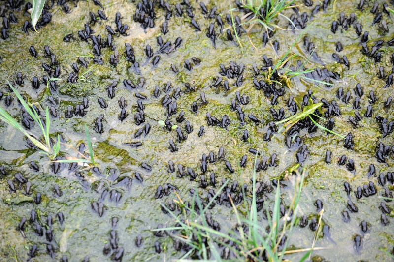 Pequeñas ranas imagen de archivo. Imagen de ranas, ambiente - 30400179