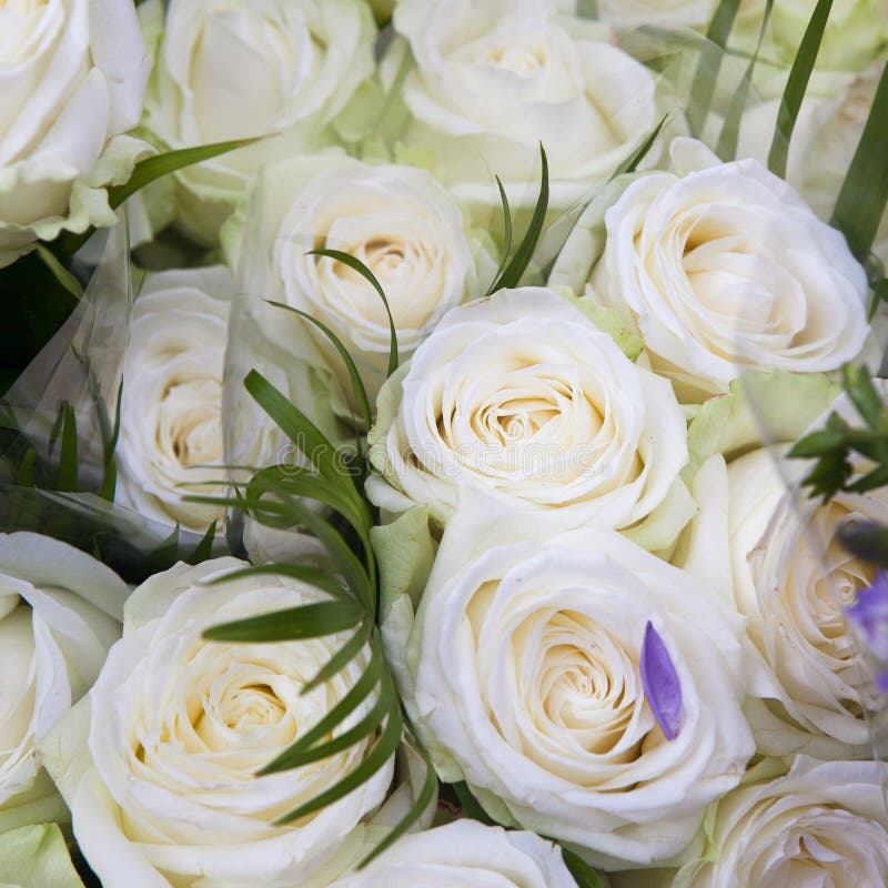 Porción De Pequeñas Rosas Beige Foto de archivo - Imagen de frontera ...