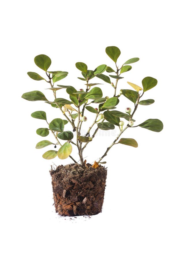 Pequeño Almácigo De La Planta III Imagen de archivo - Imagen de cuidado ...