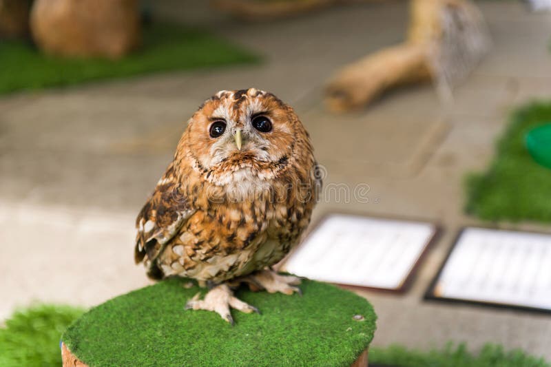 Pequeño búho curioso foto de archivo. Imagen de endogamia - 35753582
