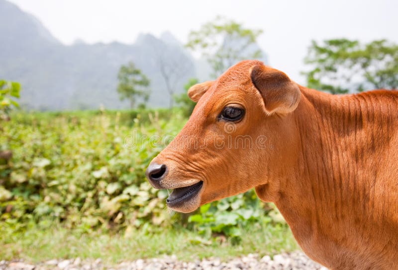 Pequeño becerro foto de archivo. Imagen de granja, ganados - 16242908
