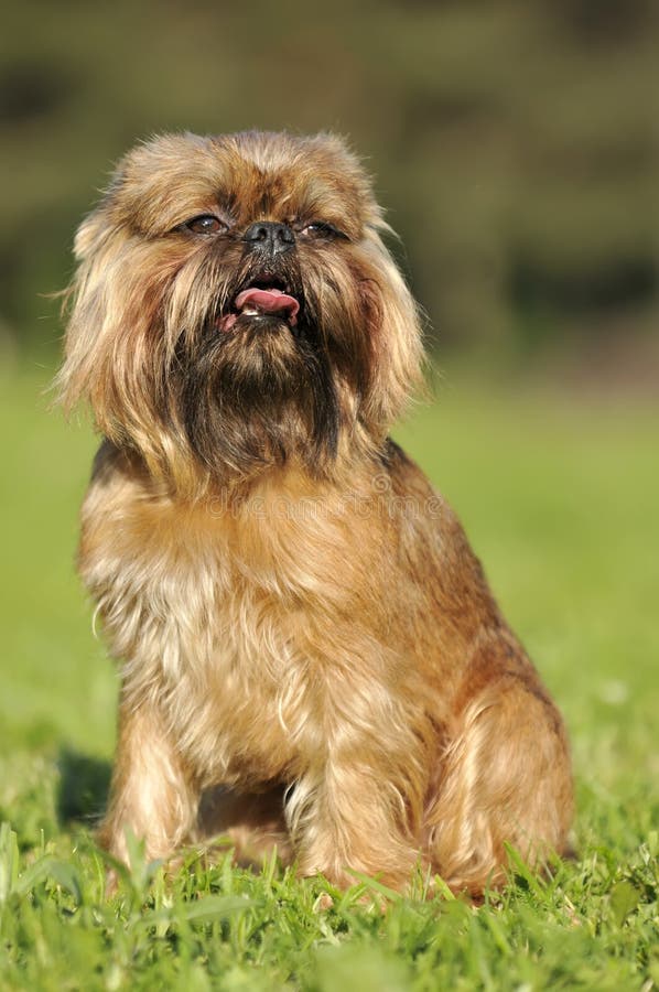 Terrier Griffón imagen de archivo. Imagen de belga, retrato - 26160005