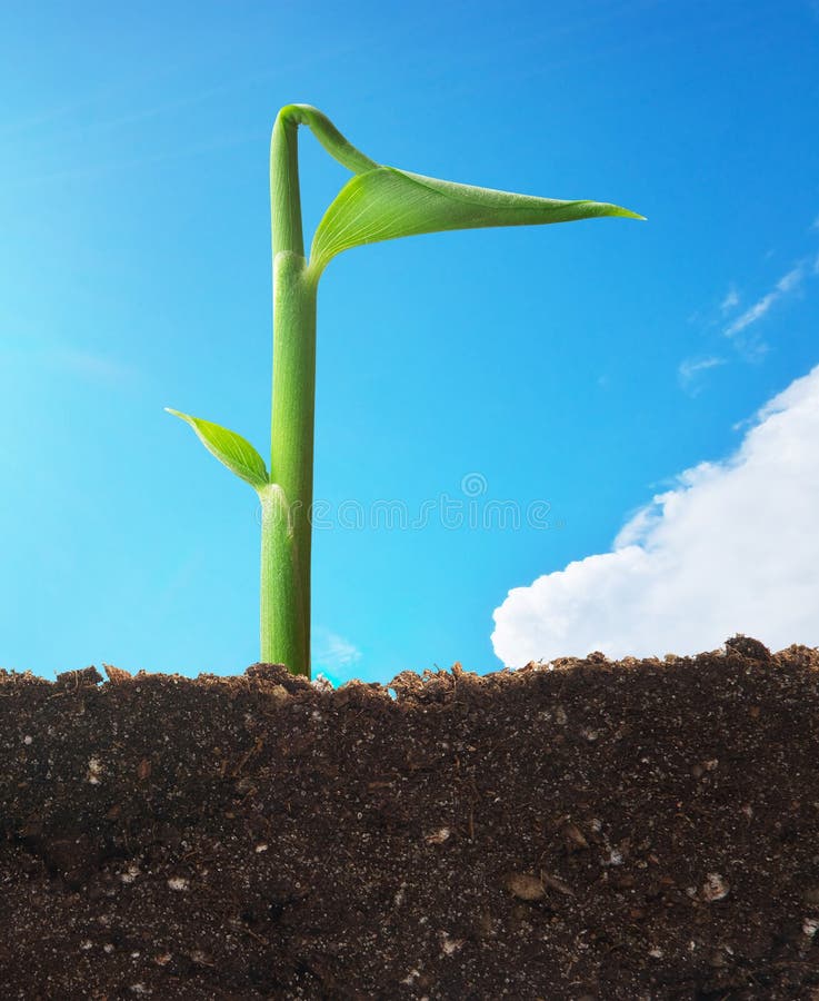 Pequeño brote foto de archivo. Imagen de travieso, pila - 24631008