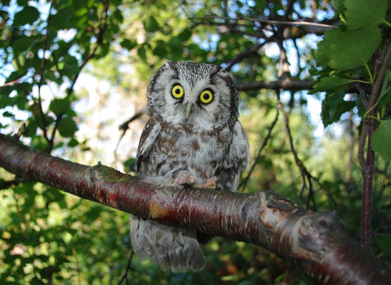Pequeño buho imagen de archivo. Imagen de ojos, madera - 11105347