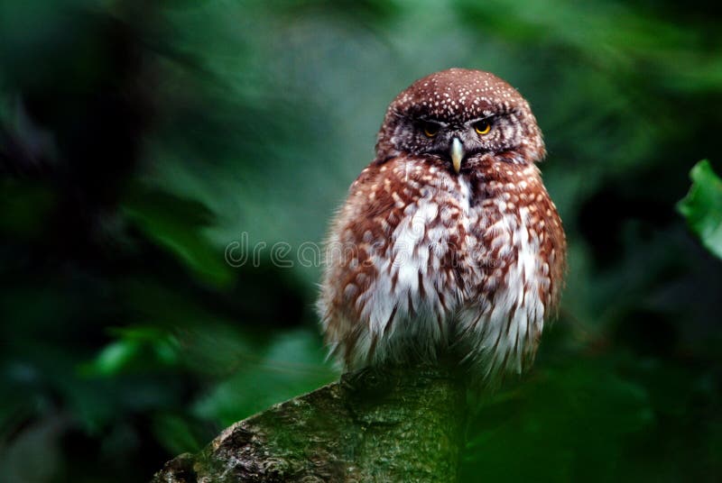 Pequeño buho foto de archivo. Imagen de exterior, potencia - 1684982