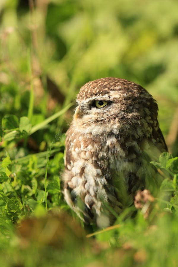 Pequeño buho imagen de archivo. Imagen de lindo, criatura - 18387095