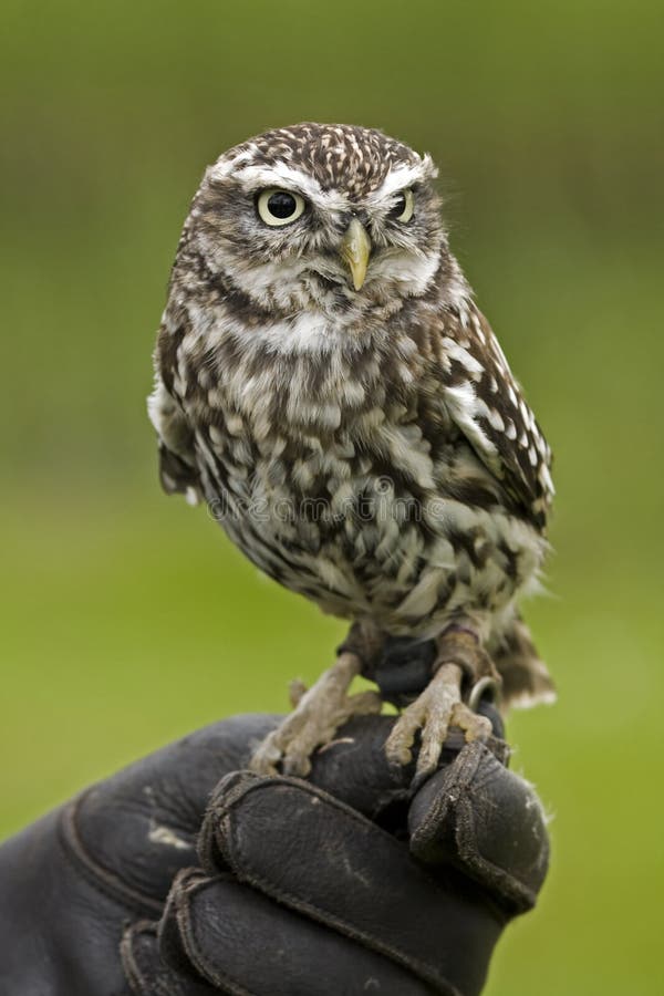 Buho Enano Austral, Patagonia, La Argentina Foto de archivo - Imagen de ...