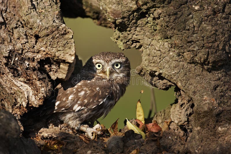 Pequeño buho foto de archivo. Imagen de buho, ateno, agujero - 21538948