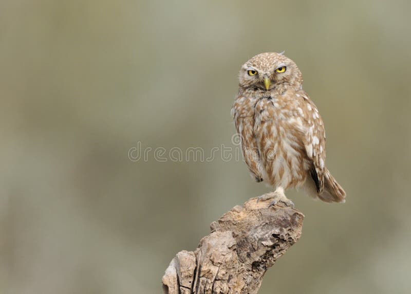 Pequeño búho salvaje foto de archivo. Imagen de nocturno - 58270080