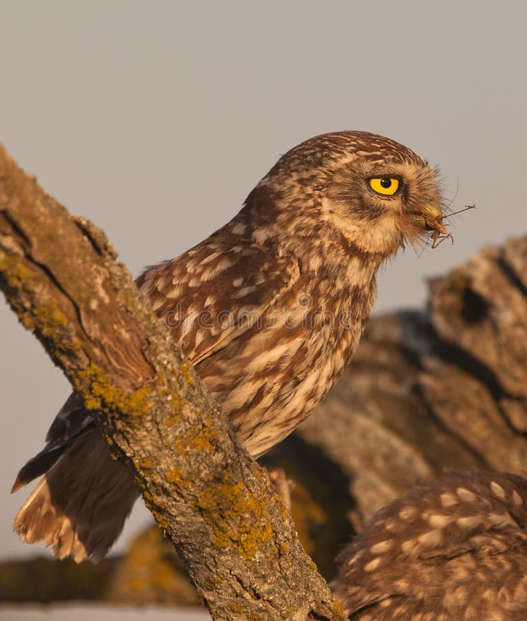 Pequeño buho con la presa foto de archivo. Imagen de insecto - 20595156