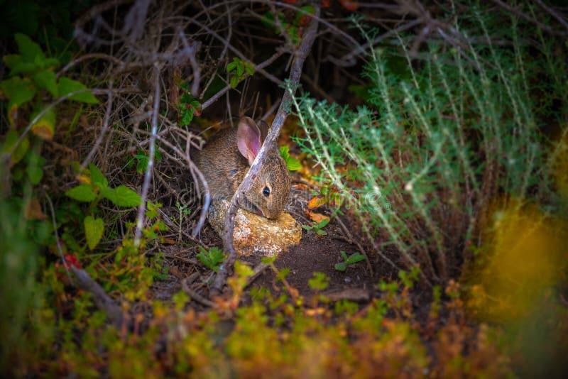 Un Conejo De Conejito Asustado Imagen de archivo - Imagen de conejo ...