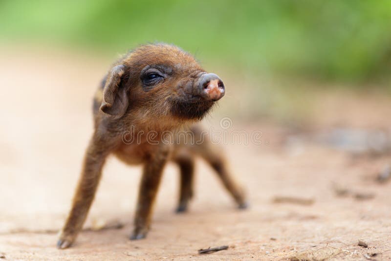 Un Pequeño Cerdo Lindo Con El Casquillo De Santa Foto de archivo ...