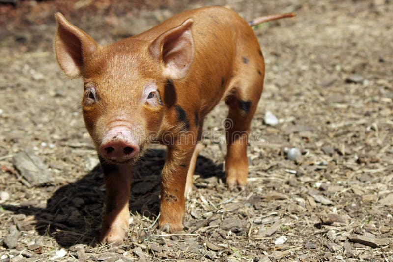 Cochinillo Fotos De Stock - Download 18,235 Fotos Libres de Derechos