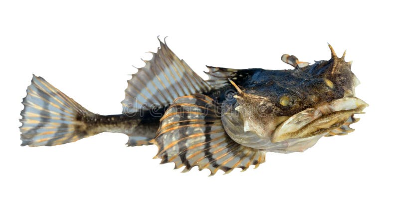 Pequeño cocoro 14 foto de archivo. Imagen de mordaz, aleta - 29375588